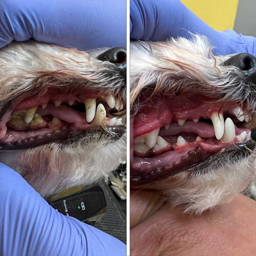 Dog Teeth Cleaning in Lowell - CatDog Grooming Salon - Pet Grooming in ...